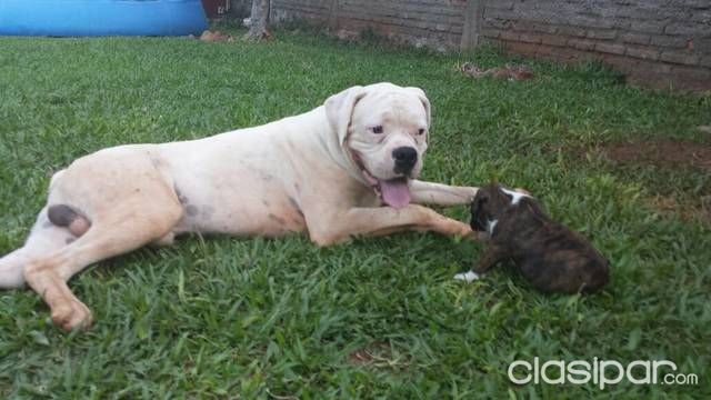 Ultimo cachorro Boxer puro atigrado 600mil #434955 | Clasipar.com en ...