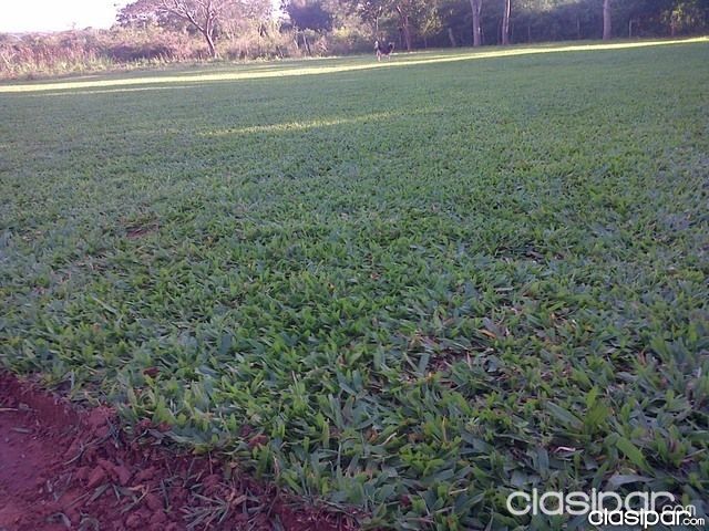 Venta y colocaciones de todos los tipos de pastos ., Cordillera