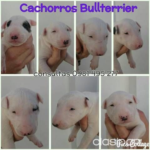 Bull Terrier Ingles Con Registro