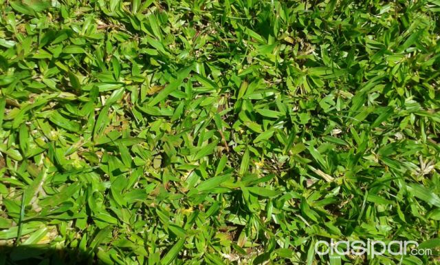 Venta y colocaciones de todos los tipos de pastos ., Cordillera